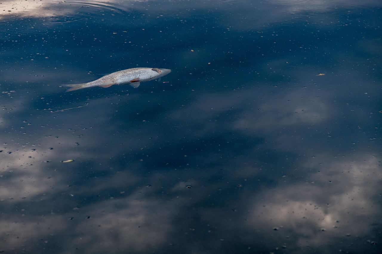 How COD Became the Language of Water Pollution… – The Science Dialouge